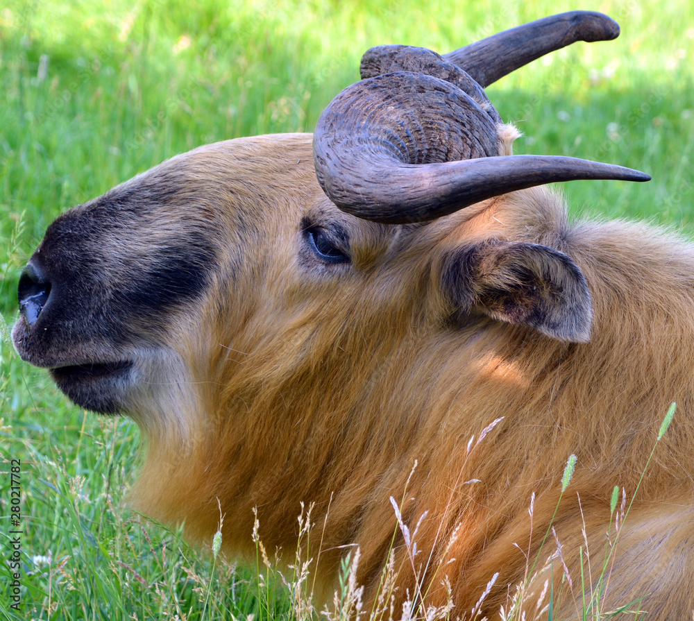 Sichuan takin or Tibetan takin is a subspecies of takin (goat-antelope ...