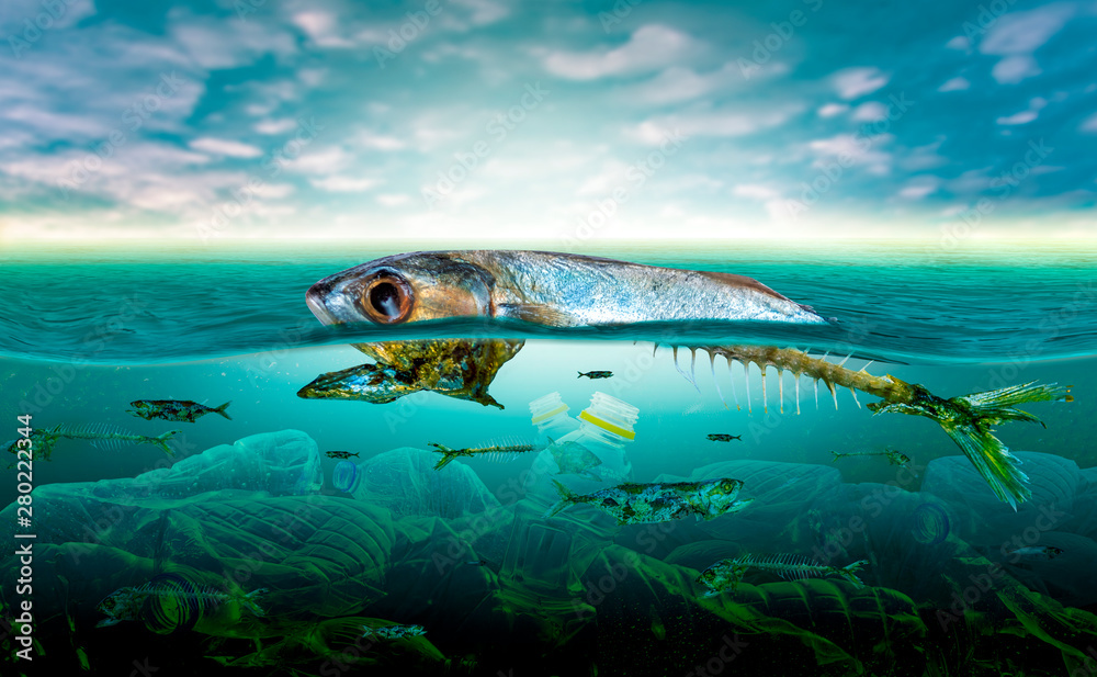 Plastic pollution in marine environmental problems Animals in the sea ...