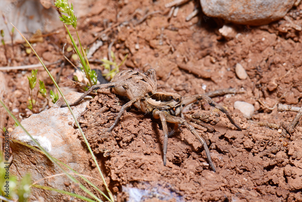 Europäische Tarantel (Lycosa praegrandis) auf Symi, Griechenland - true ...