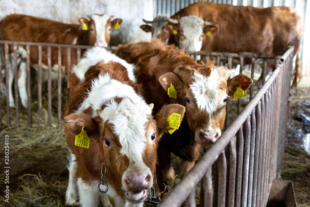 tawny-and-white blotchy cows in a pen in a barn Stock Photo | Adobe Stock
