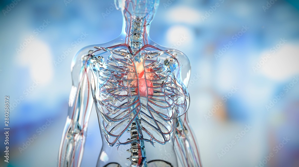 Woman body anatomy medicine heart blood vessels veins arteries Stock ...