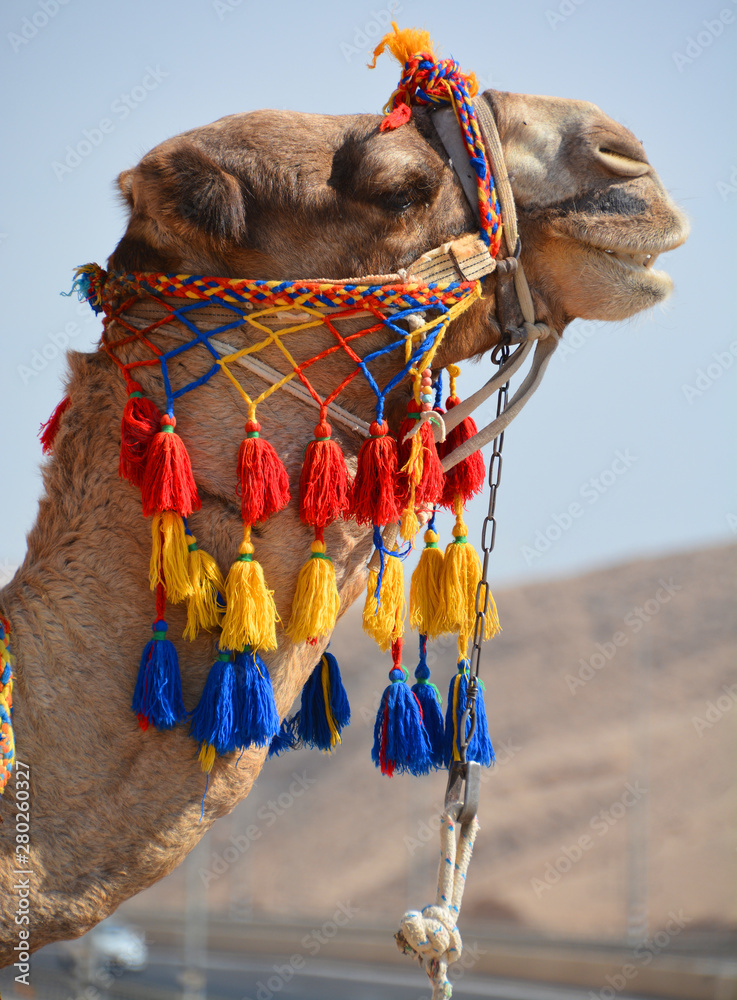 Camel is an ungulate within the genus Camelus, bearing distinctive ...
