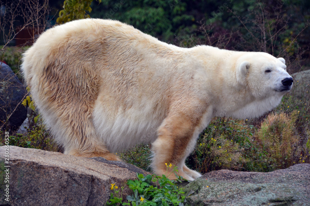 The polar bear (Ursus maritimus) is a bear native largely within the ...