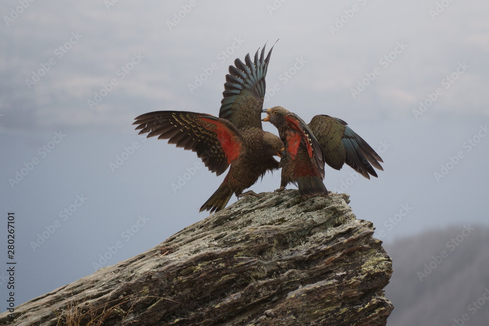 Two kea birds in new zealand playing on rock Stock Photo | Adobe Stock