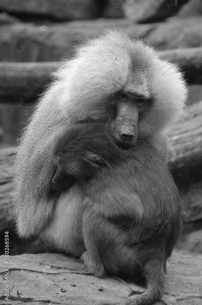 Baboons are Old World monkeys belonging to the genus Papio, part of the ...