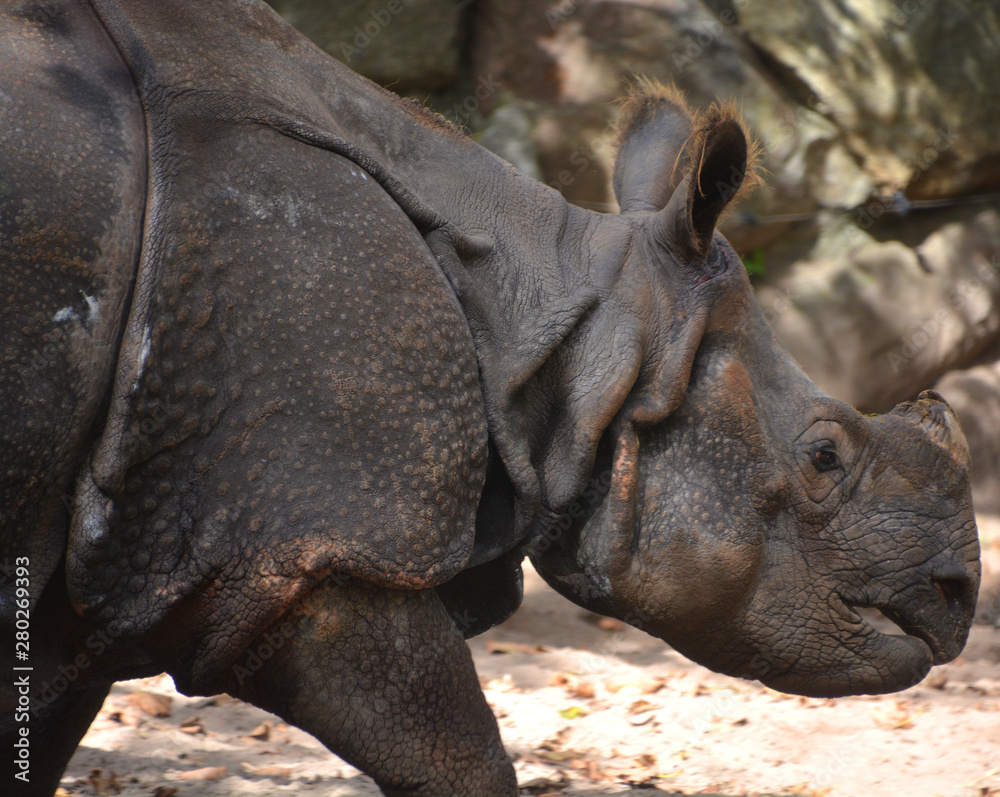The Indian Rhinoceros (Rhinoceros unicornis) is also called Greater One ...