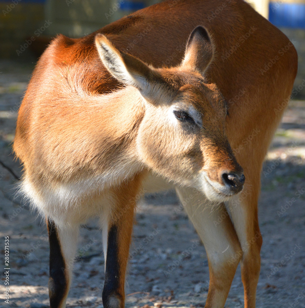 Deer are the ruminant mammals forming the family Cervidae. Species in ...