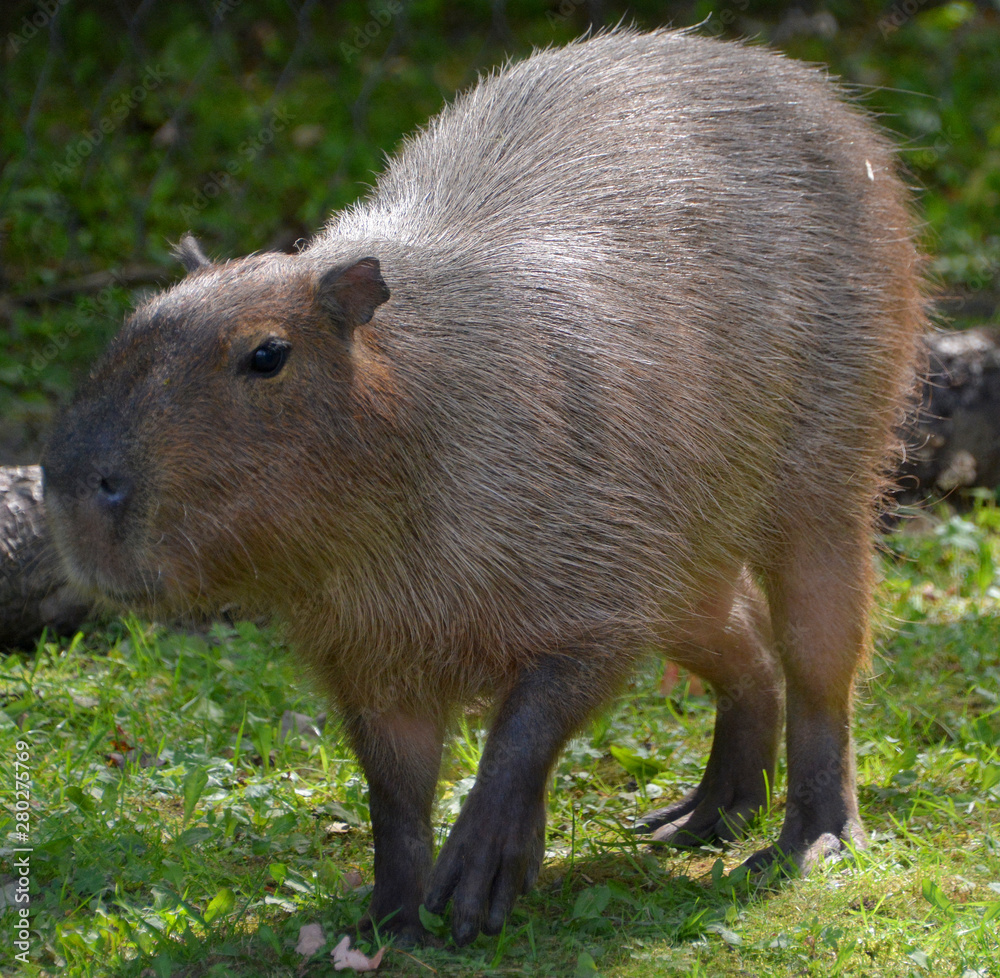 Stockfoto The capybara is the largest rodent in the world. Also called ...