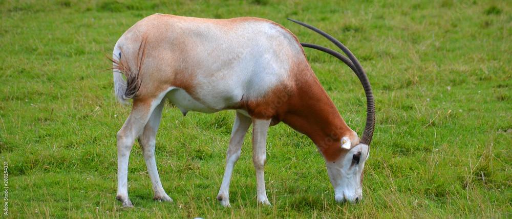 The East African oryx (Oryx beisa), also known as the beisa is a ...