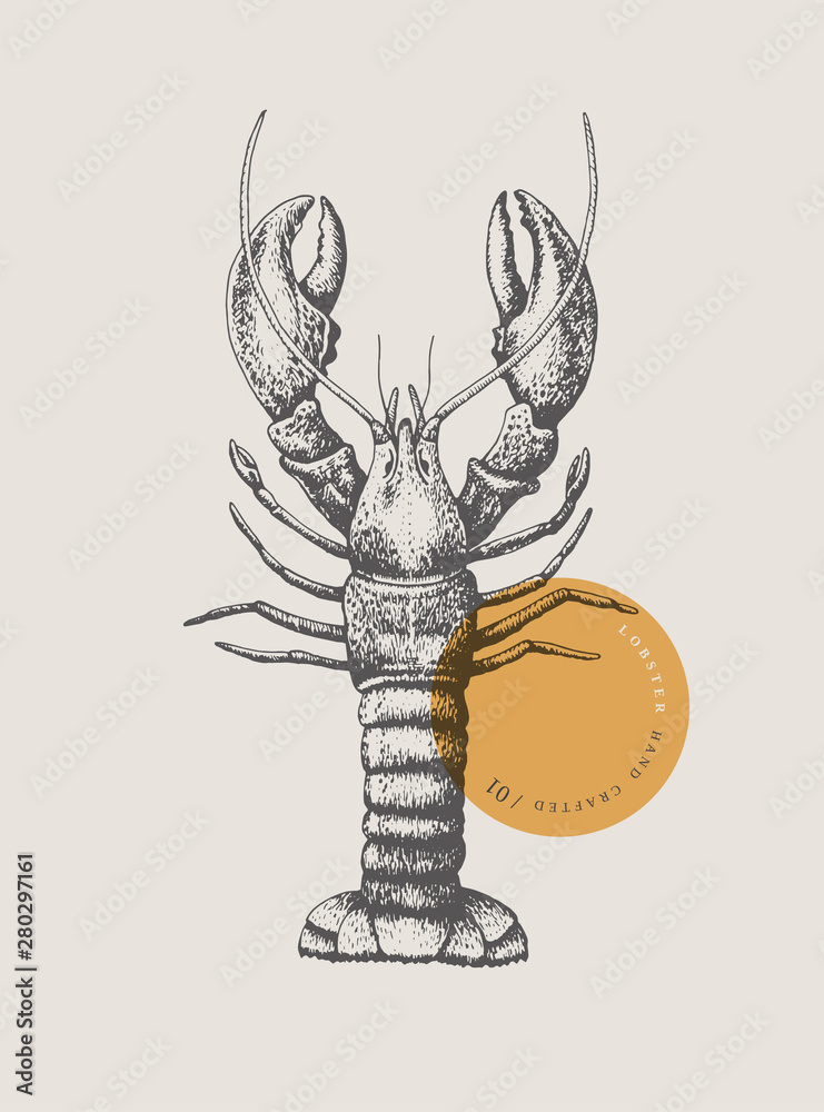 Lobster, drawn by graphic lines on a light background. Retro engraving ...