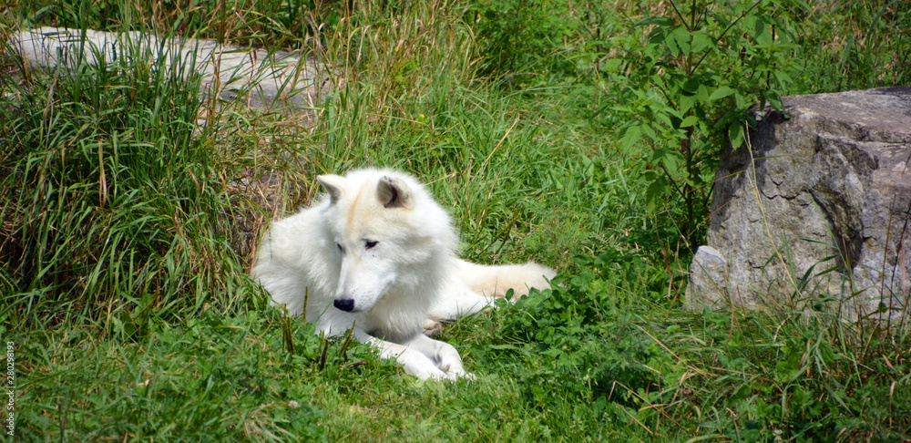 Arctic Wolf or Polar White Wolf, is a subspecies of the Gray Wolf, a ...