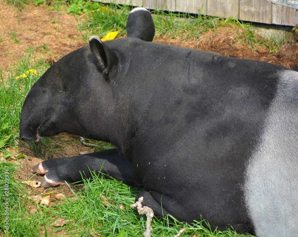 The Malayan tapir (Tapirus indicus), also called the Asian tapir, is ...