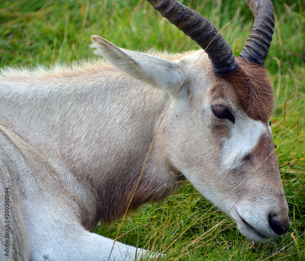 Addax (Addax nasomaculatus), also known as the white antelope and the ...