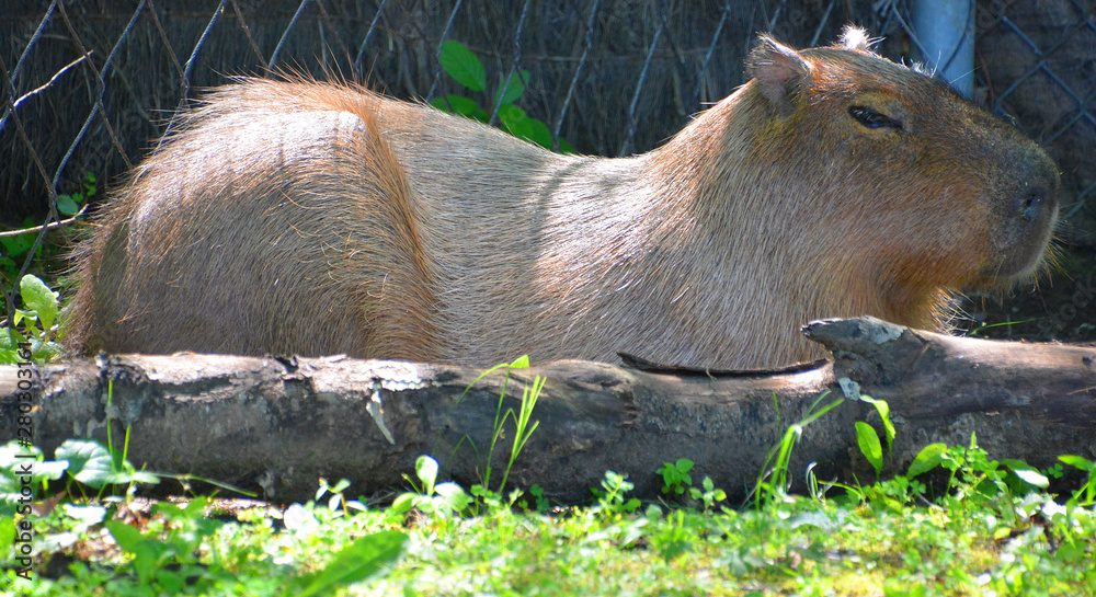 Stockfoto The capybara is the largest rodent in the world. Also called ...