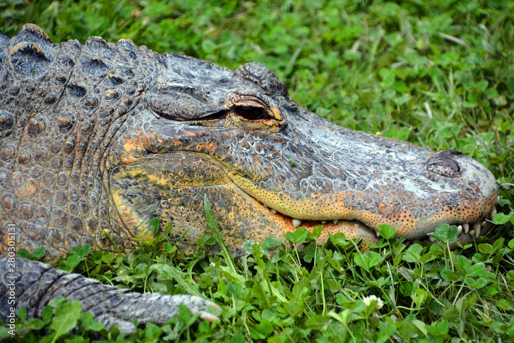 An alligator is a crocodilian in the genus Alligator of the family ...