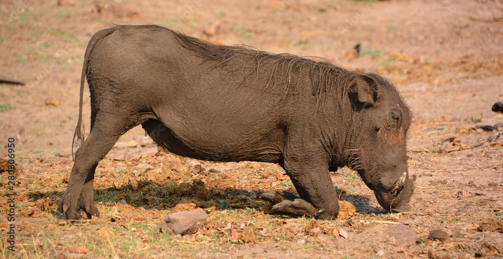 Warthog or Common Warthog (Phacochoerus africanus) is a wild member of ...