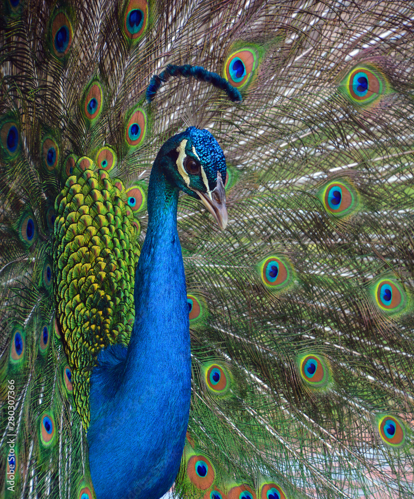 The peafowl include two Asiatic bird species the blue or Indian peafowl ...