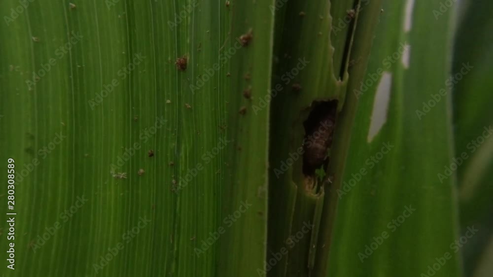 Fall armyworm can be one of the more difficult insect pests to control ...