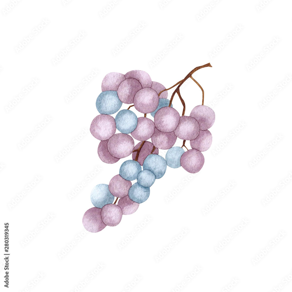 Watercolor bunch of grapes. Hand drawn botanical illustration isolated ...