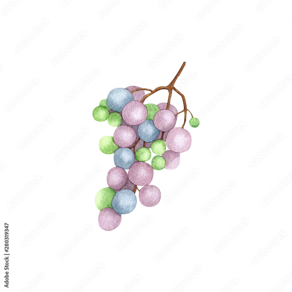 Watercolor bunch of grapes. Hand drawn botanical illustration isolated ...