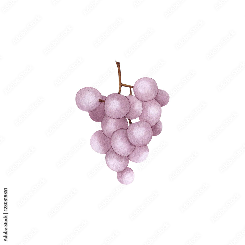 Watercolor bunch of grapes. Hand drawn botanical illustration isolated ...