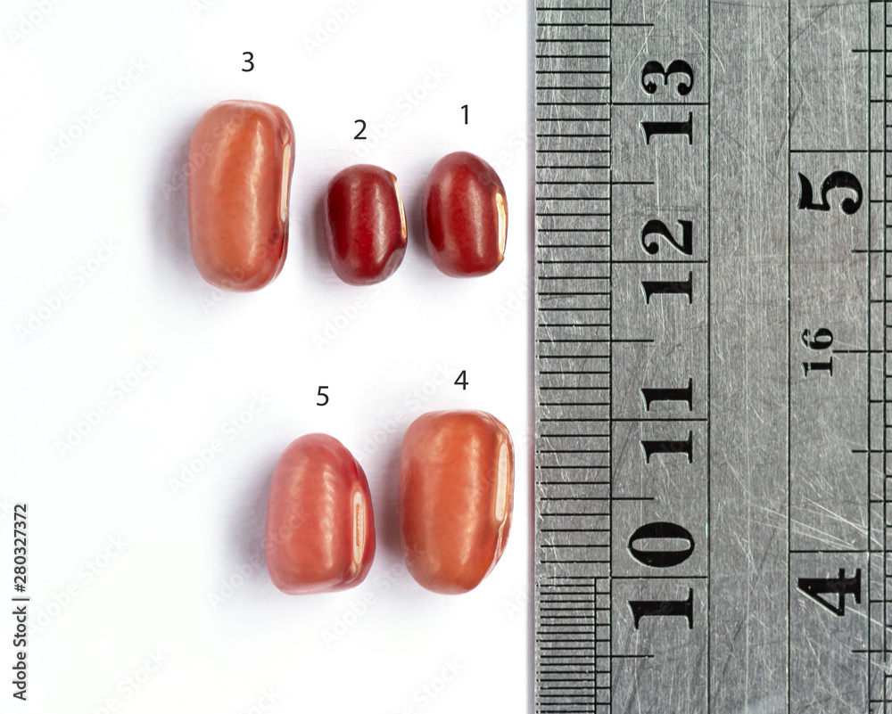 Ruler size comparison, red beans, soaked in water for 24 hours after by ...