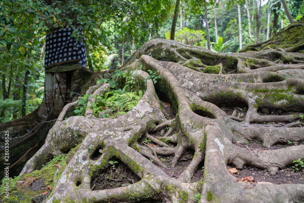 Ceiba tree in Goa Gajah Cave at Pura Goa Gajah Temple (the Elephant ...