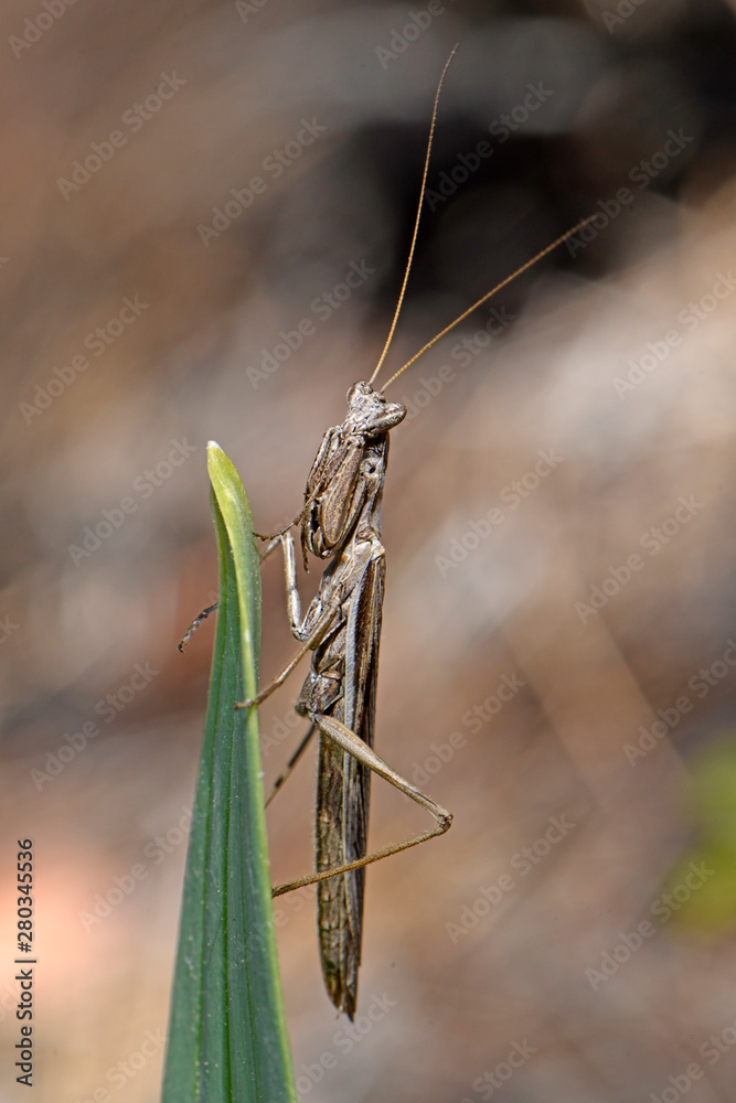 Gottesanbeterin (Ameles cf. spallanzania) auf der griechischen Insel ...