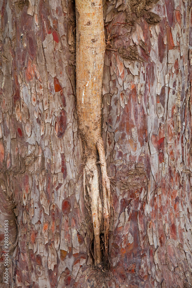 Arbol parásito (Ficus sp.) Recinto Real, Gondar, Etiopia, Africa Stock ...