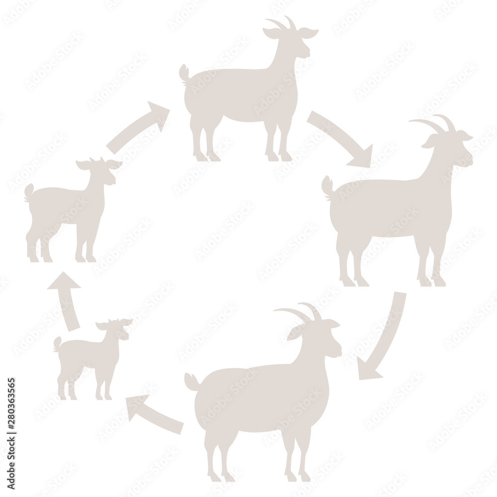 Round Stages of goats growth set. Animal farm. Breeding wool production ...