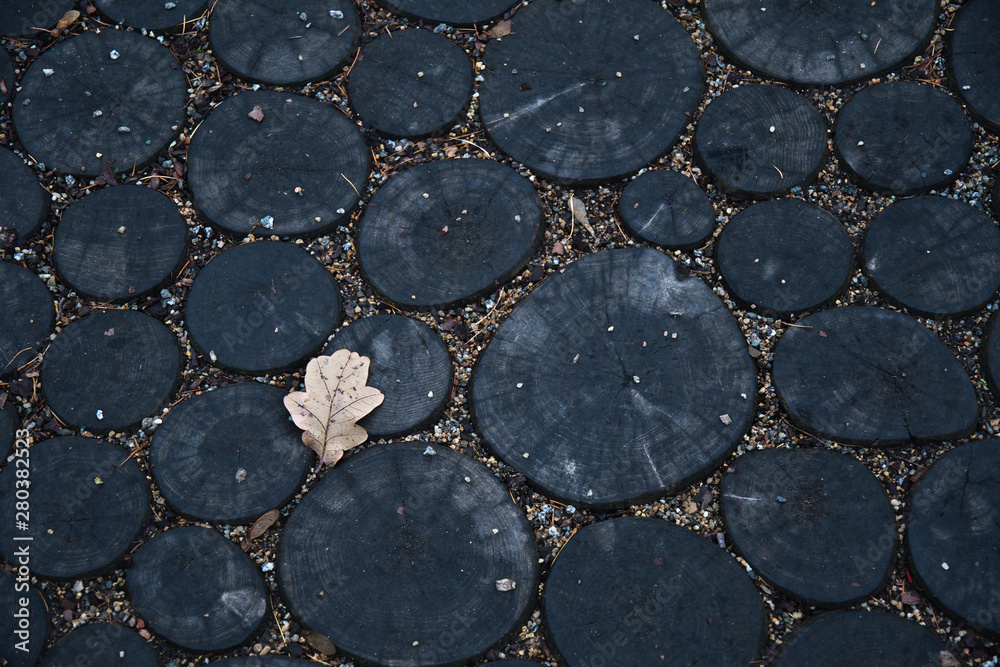 Abstract background. Single oak leaf on wooden background made from ...