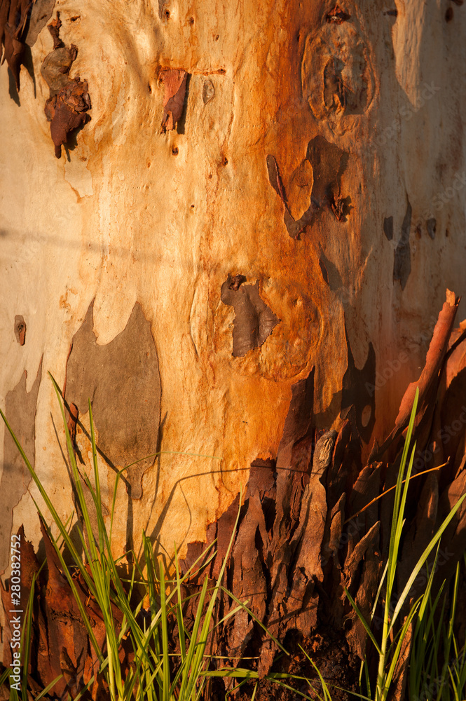 Australian Bark Stock Photo | Adobe Stock