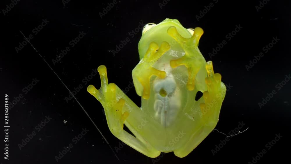 Fleischmann's glass frog body anatomy bottom view. Hyalinobatrachium ...