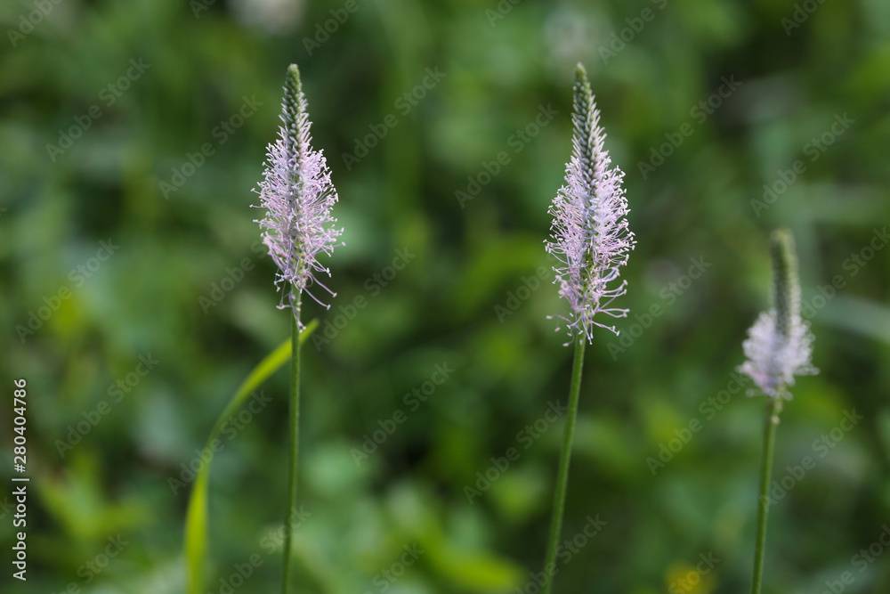 Plantain blooms. Blooming hoary plantain on a meadow. Plantago media ...