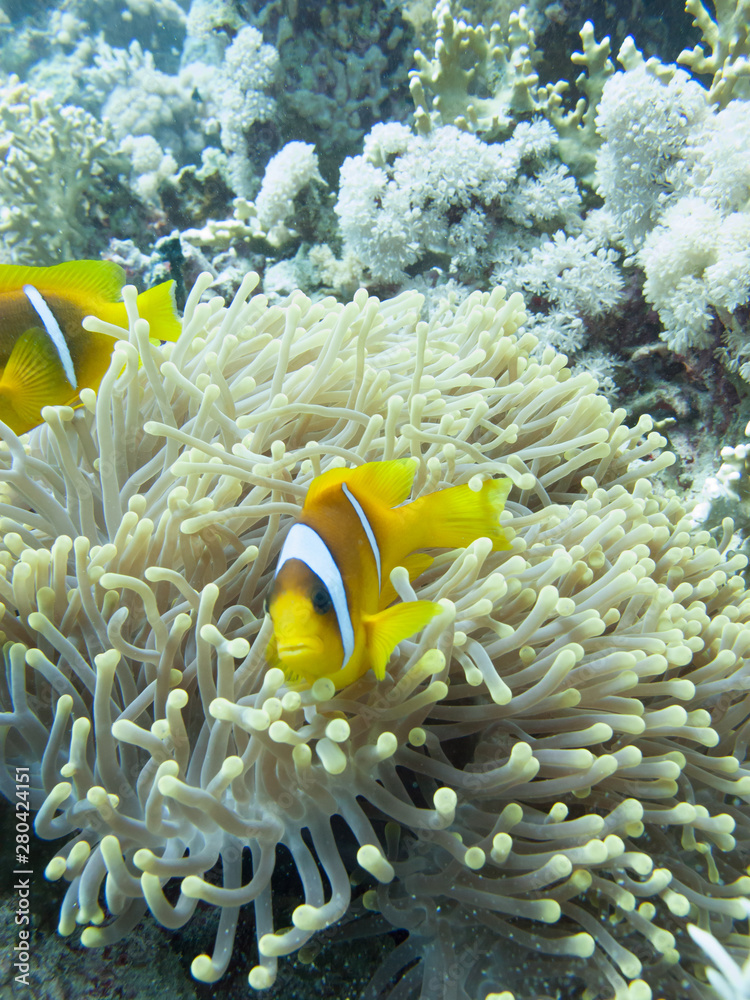 The clownfish (amphiprioninae) also called anemonefish, next to an sea ...