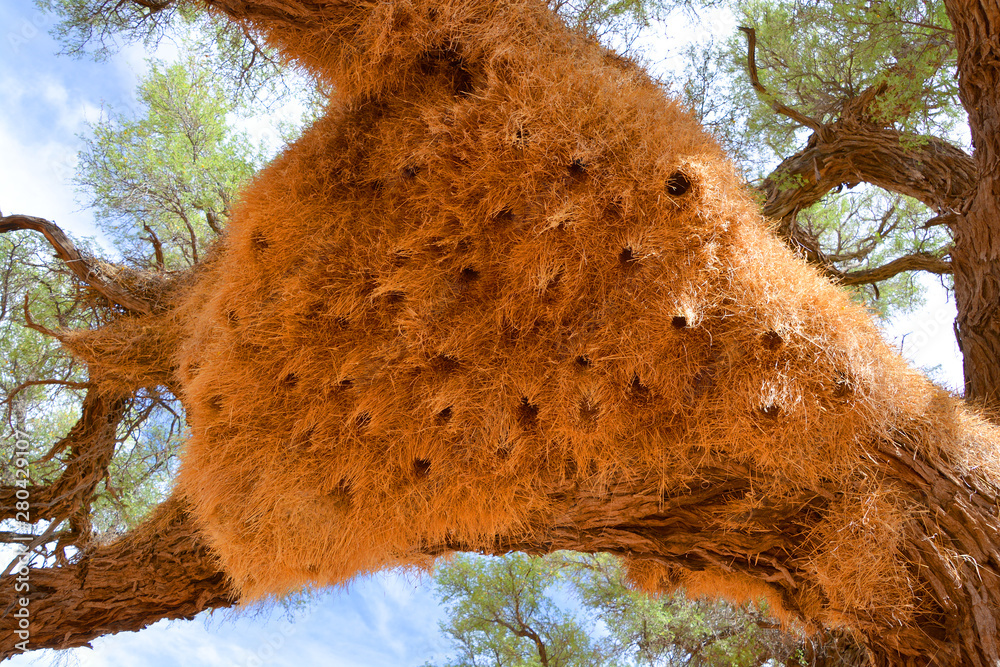Huge nest of the The sociable weaver, also commonly known as the common ...