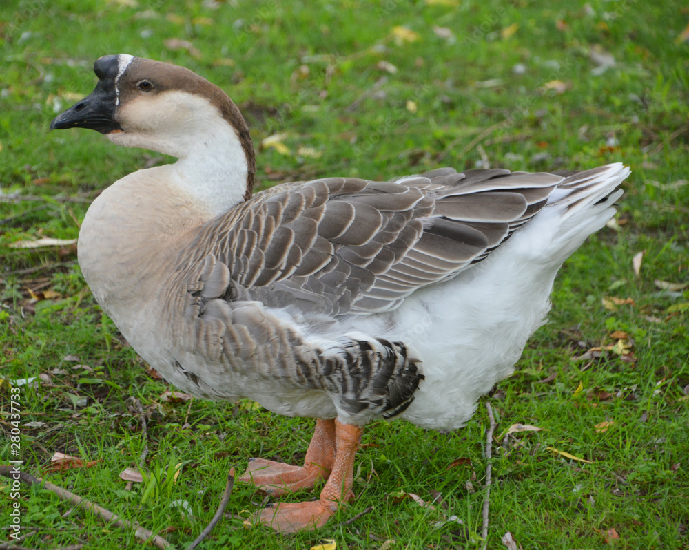 The African Goose is a breed of goose. The African goose breed most ...