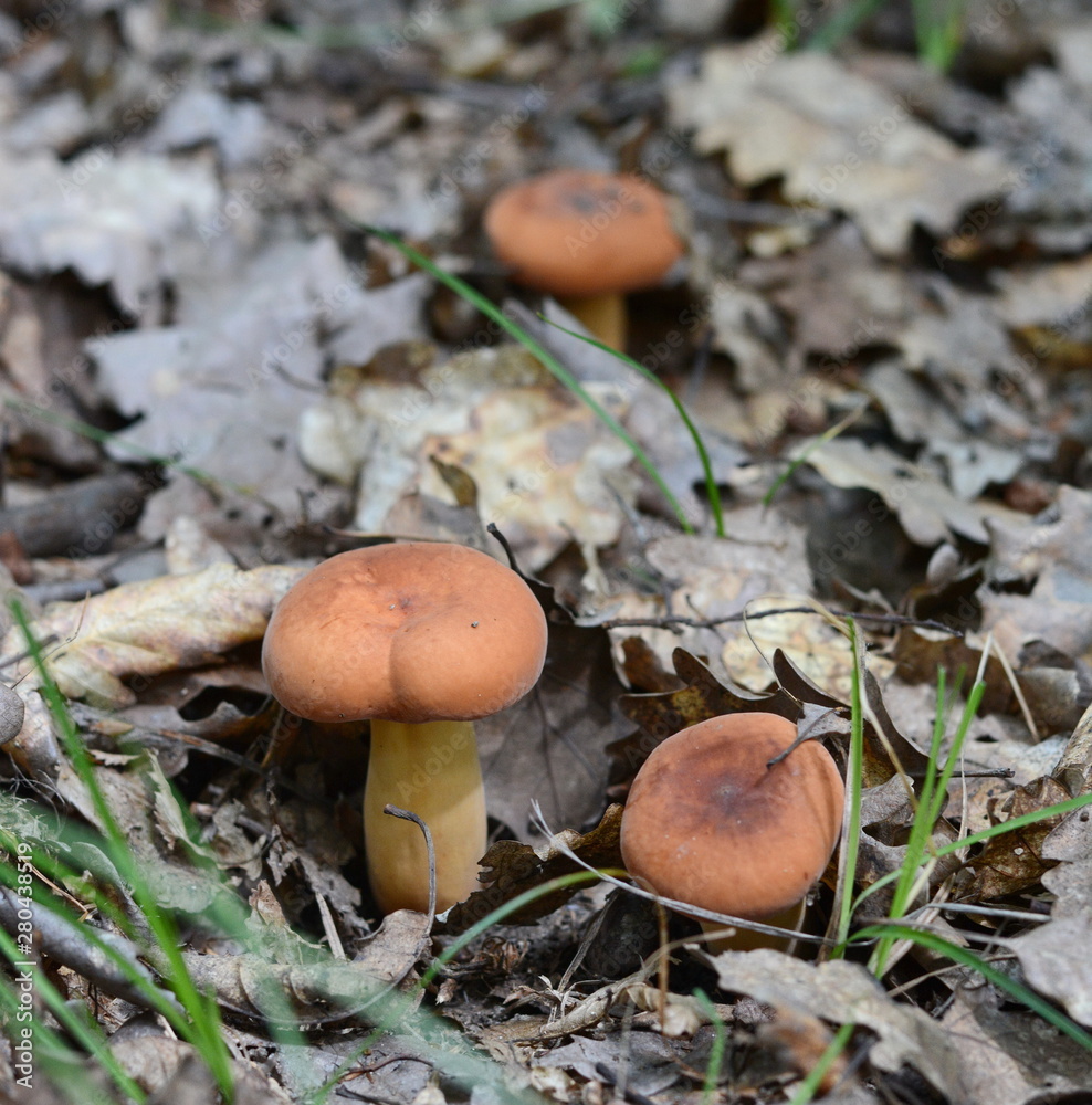 Lactarius volemus, delicious edible wild mushroom, with lot of common ...