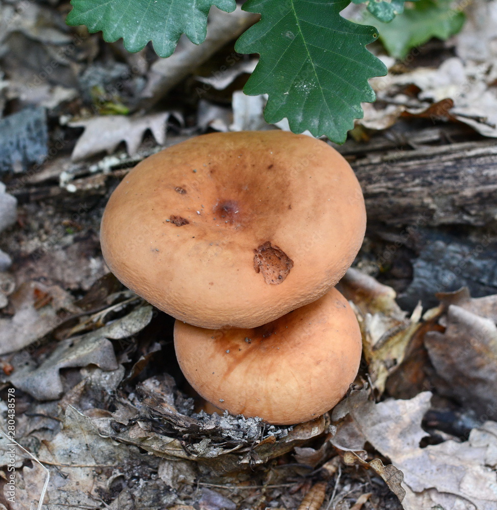 Lactarius volemus, delicious edible wild mushroom, with lot of common ...