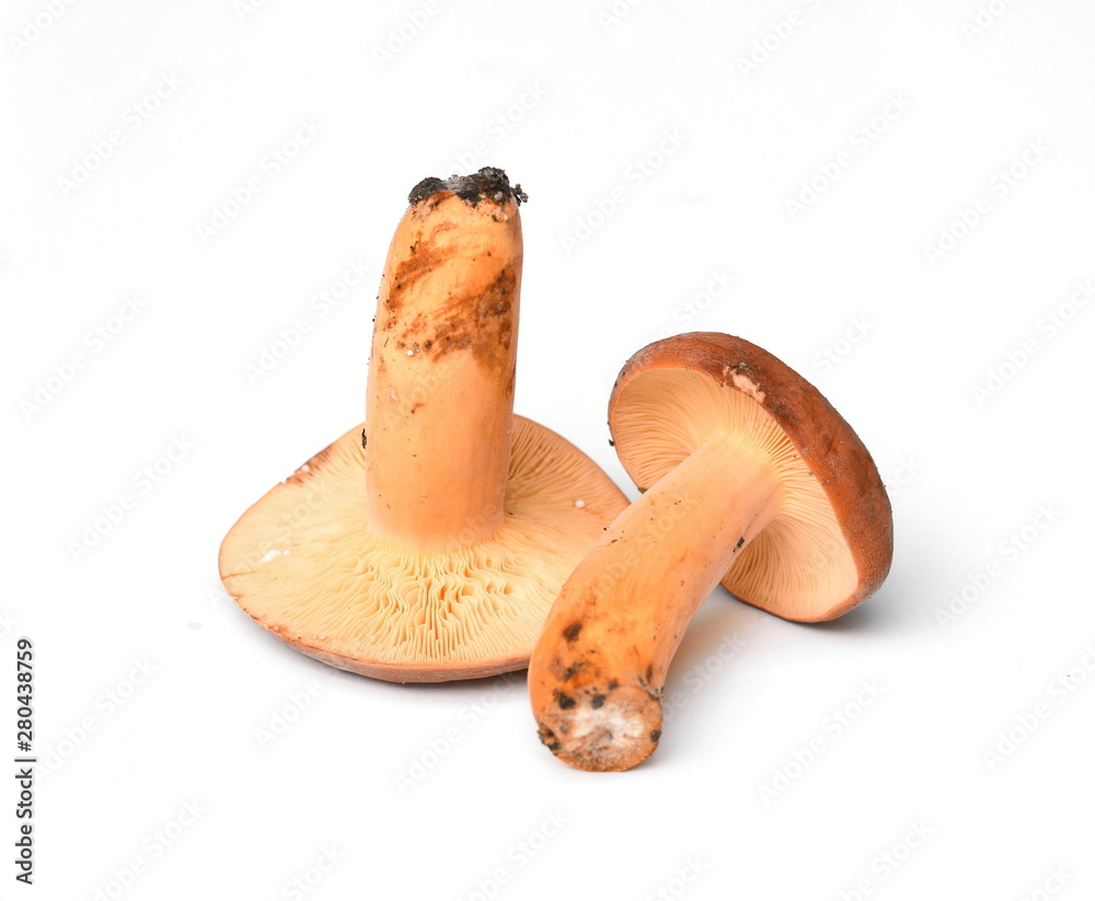 Lactarius volemus isolated on white. Delicious edible wild mushroom ...