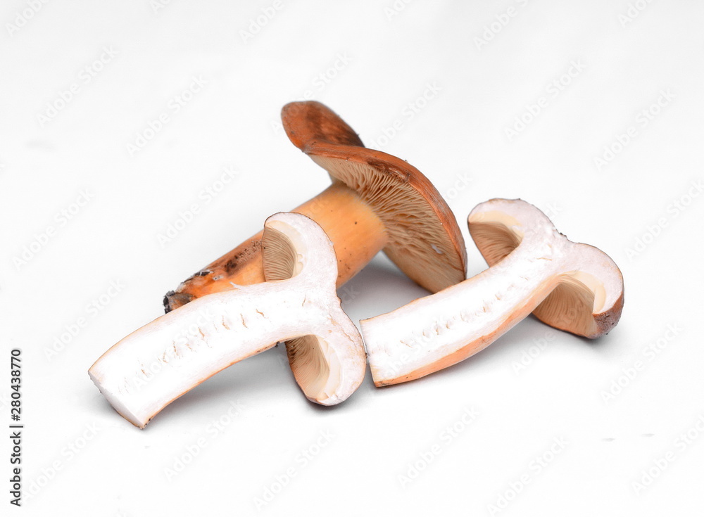 Foto de Lactarius volemus isolated on white. Delicious edible wild ...