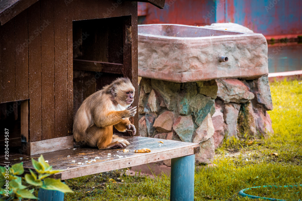 mono comiendo en zoológico peruano Stock Photo | Adobe Stock