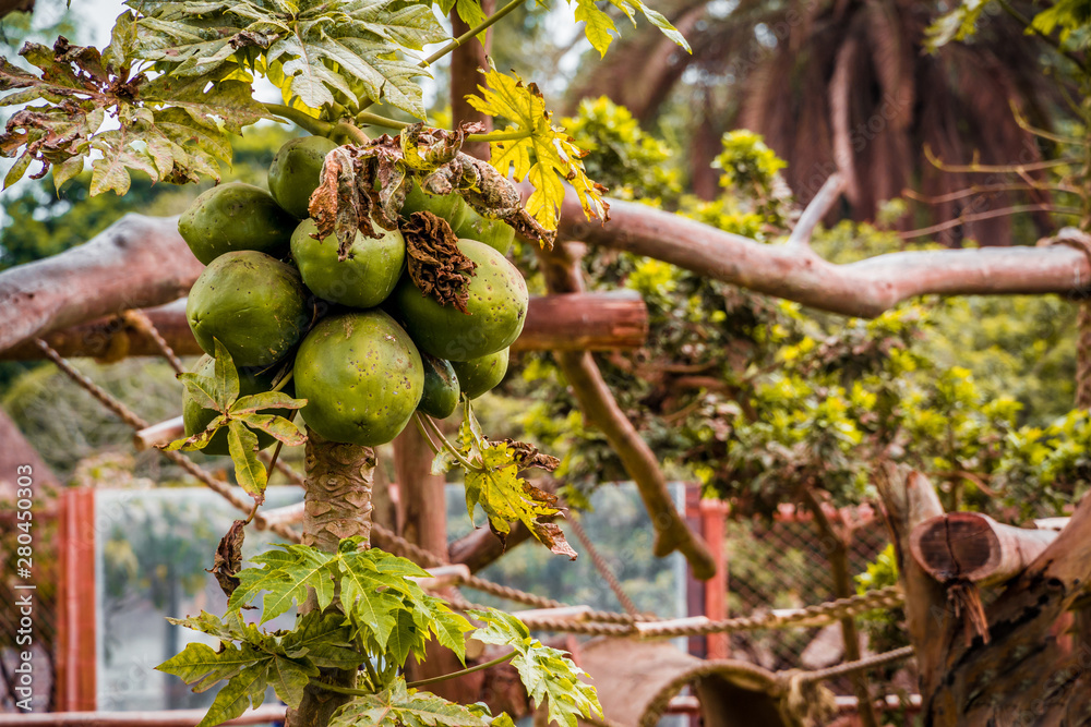 papallas fruta en los arboles en el zoológico peruano Stock Photo ...