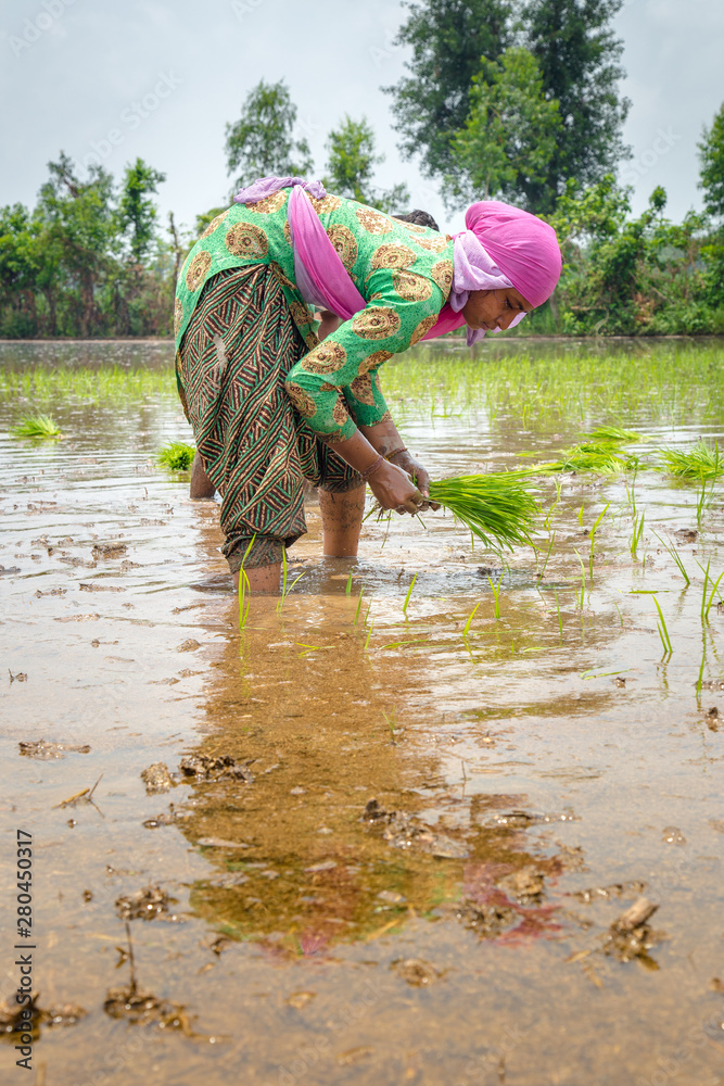 Indian farmer planting rice seedlings in the rice paddy field. Stock ...
