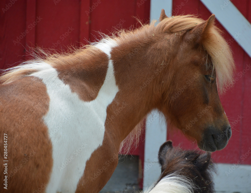 Miniature Horse Characteristics at Jade Donovan blog