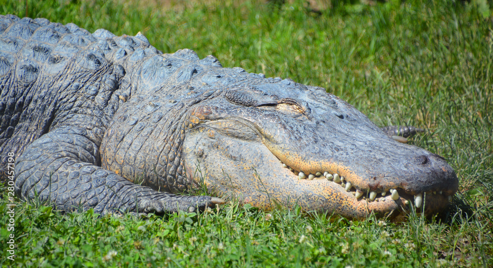 An alligator is a crocodilian in the genus Alligator of the family ...