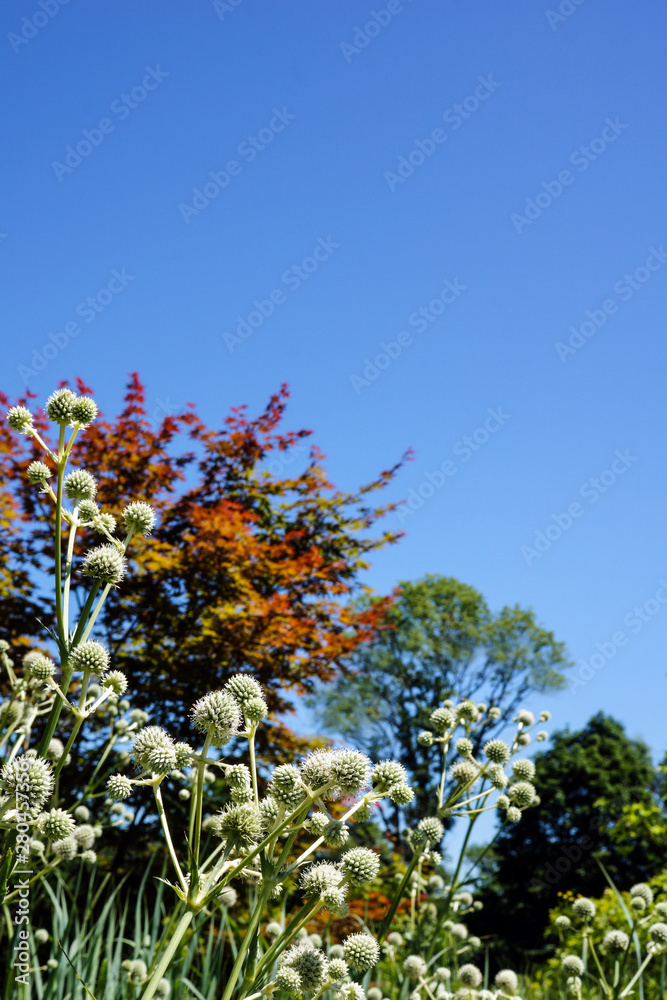 Vertical image of the spherical flower clusters and branching stem of ...