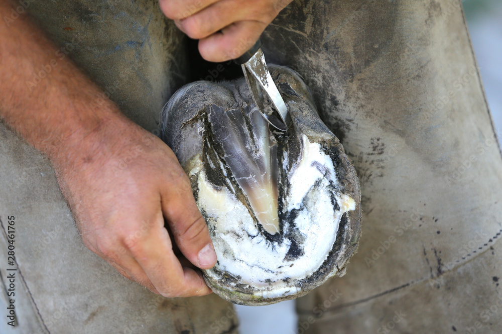Closeup photo of hooves of a saddle horse on animal farm at rural ...