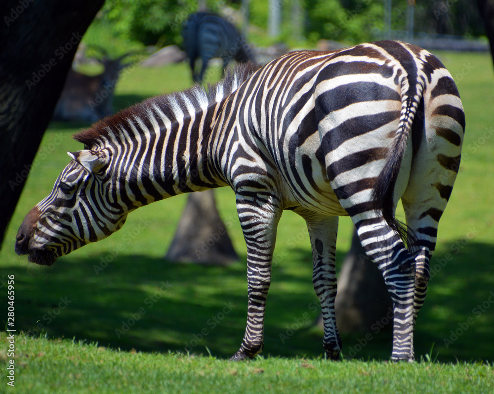 Burchell's zebra is a southern subspecies of the plains zebra. It is ...