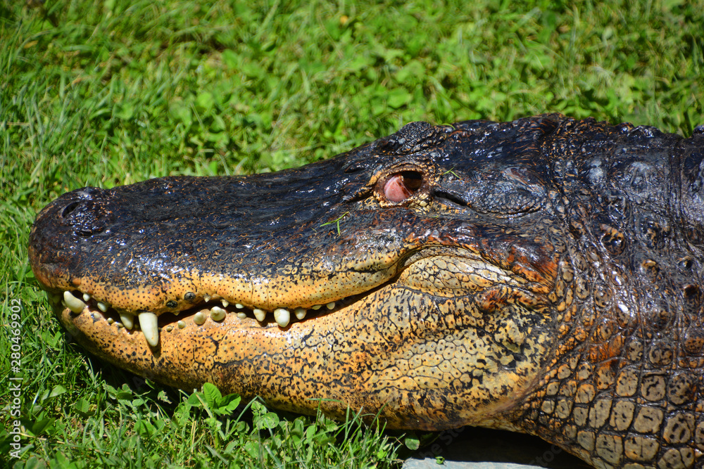 An alligator is a crocodilian in the genus Alligator of the family ...